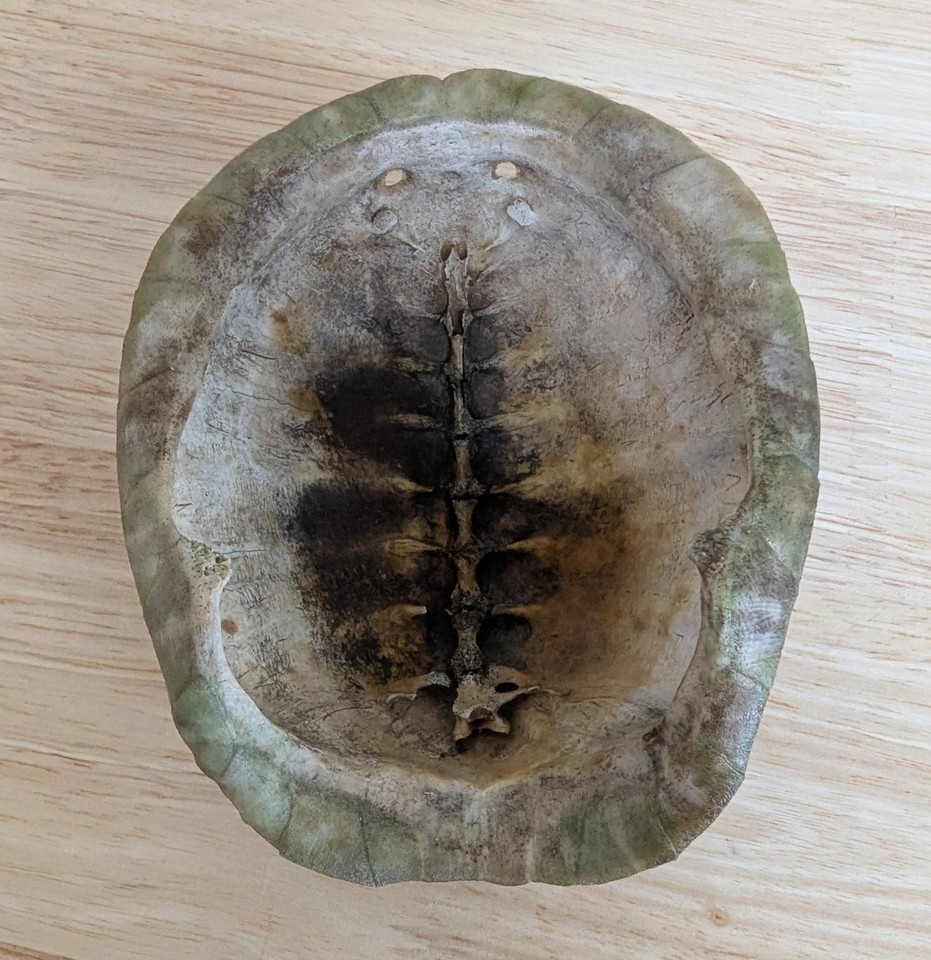 Box Turtle Shell Taxidermy Top Naturally Found and Cleaned. Free ...
