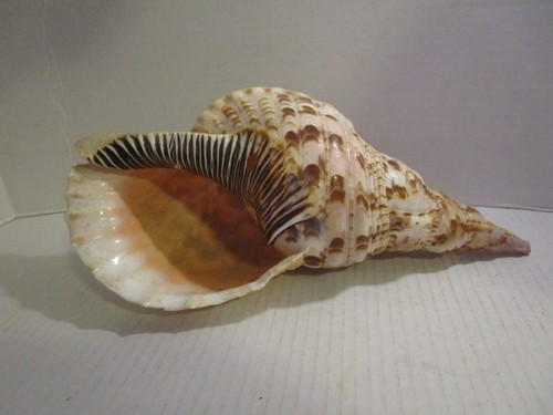 Triton's Trumpet Charonia Variegata Large Atlantic Sea Shell 12 ...