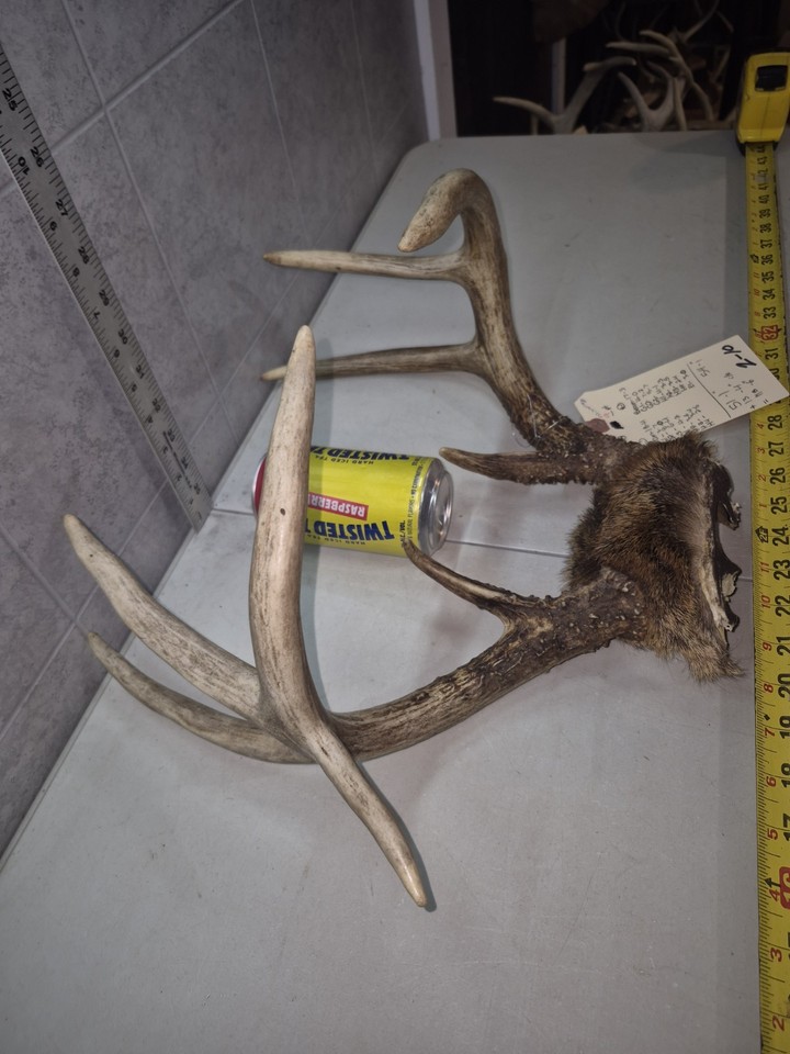 Wild 9 point Droptine Whitetail Deer Rack Plate Man Cave Taxidermy ...