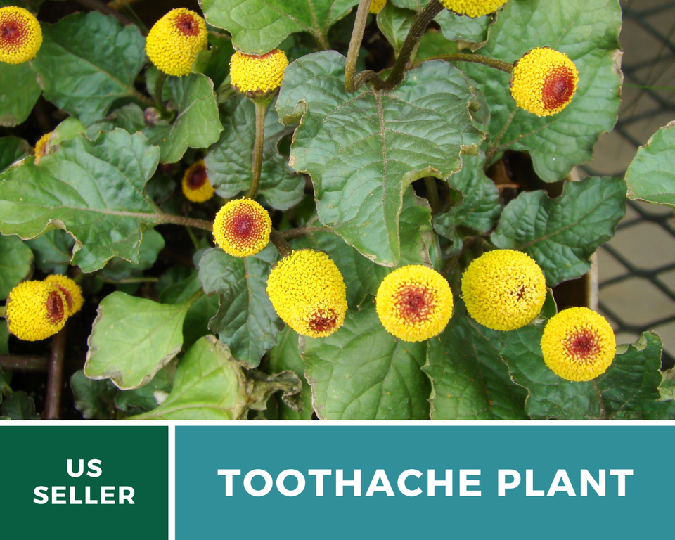 Toothache Plant Seeds, Heirloom Medicinal Herb, USA Grown | eBay