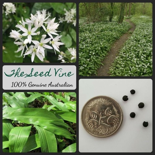 10+ ORGANIC WILD GARLIC SEEDS (Allium ursinum) Herb Medicinal Ramson ...