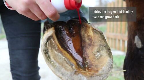 Leovet Frogmedic Spray Thrush Treatment - 200ml 4033081190236 | eBay