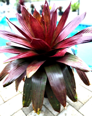 🌟Alcantarea 'Merlot' Smooth Spineless Leaf Bromeliad, Large Plant Very ...