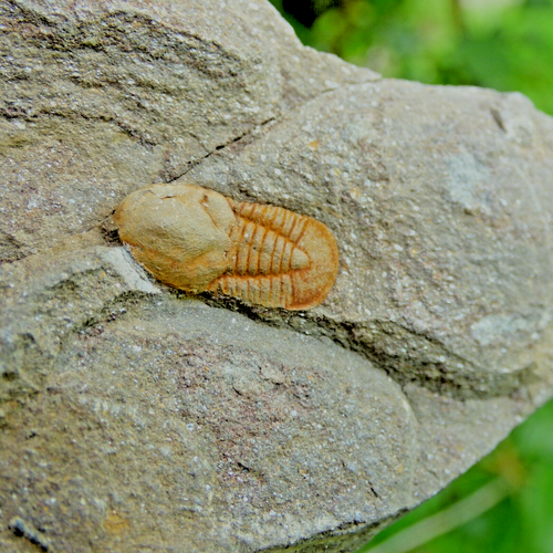 Rare Fossil Trilobite Cyclopyge Asaphida Rediviva Ordovician Zagora ...