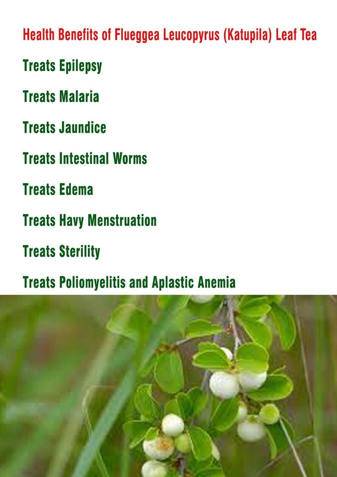 Ceylon Dried Katupila (Securinega leucopyrus) Pure Herbal Tea Natural ...