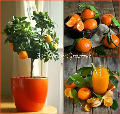 3 SEEDS Dwarf Container TANGERINE La Dulce SWEET Clementine Mandarin ...