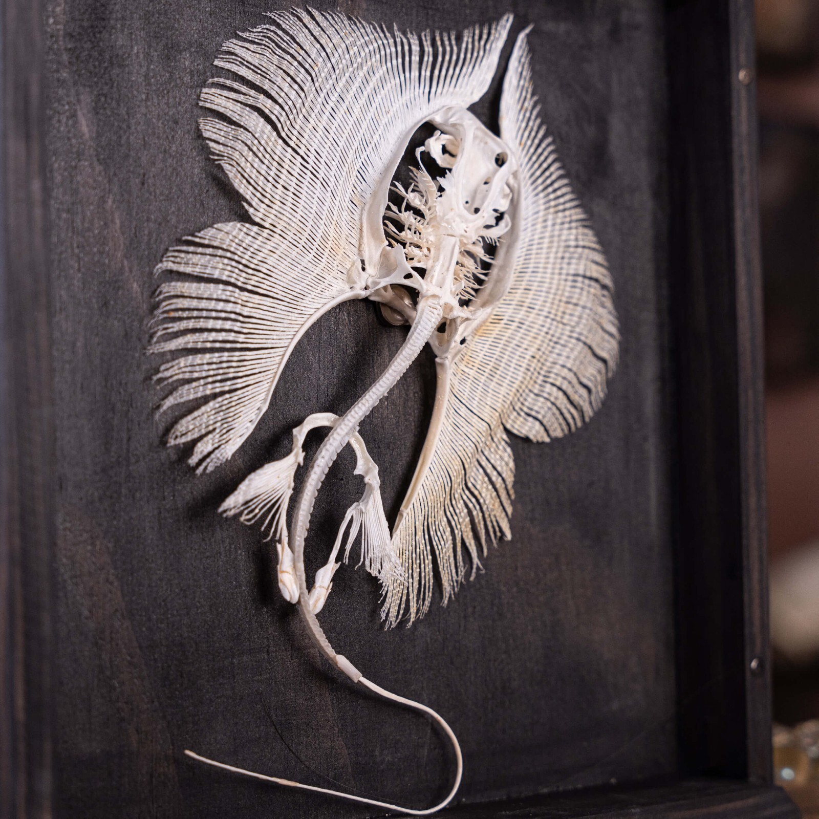Real Stingray Skeleton, Butterfly shaped ray, manta taxidermy, Stingray Barbs | eBay