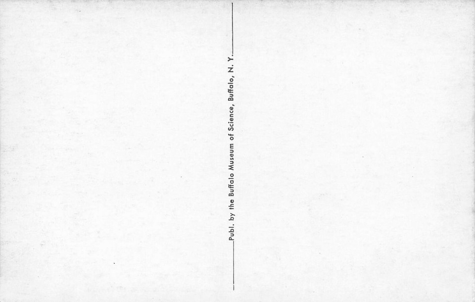 Postcard Interior Alchemist Shop Buffalo Museum of Science Unposted New ...