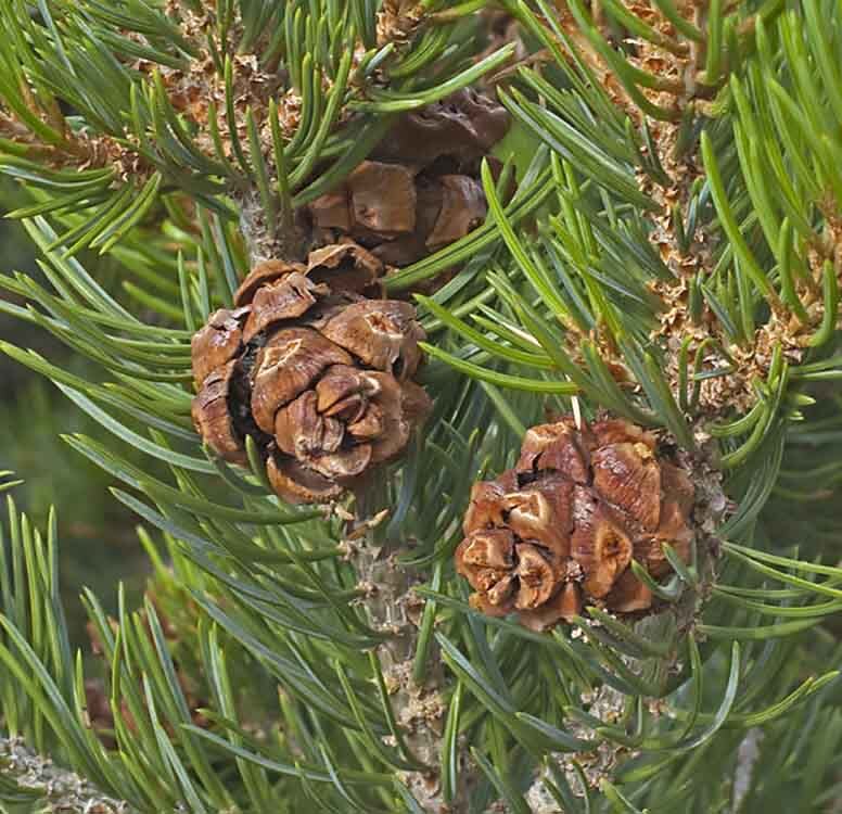 Blue Needled Pinyon Pine, Pinus cembroides monophylla, Tree Seeds ...