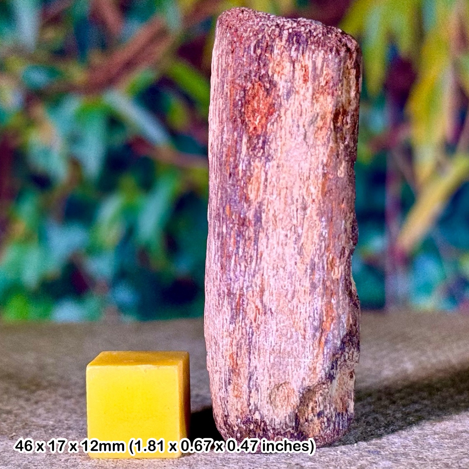 Authentic Reptile Bone Fossil - Lower Cretaceous Gault Clay, Folkestone ...