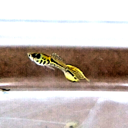 6 Tiger Endler Guppies Tropical Fish | eBay