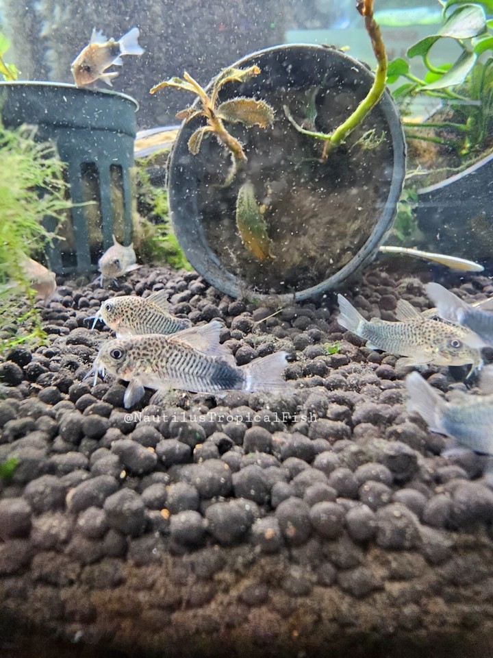 Smudge Spot AKA Violet Cory Catfish (Corydoras similis), Tank-Bred | eBay