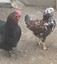 12 BYM Chicken Hatching Eggs Ameraucana Orpington Wyandotte Maran ...