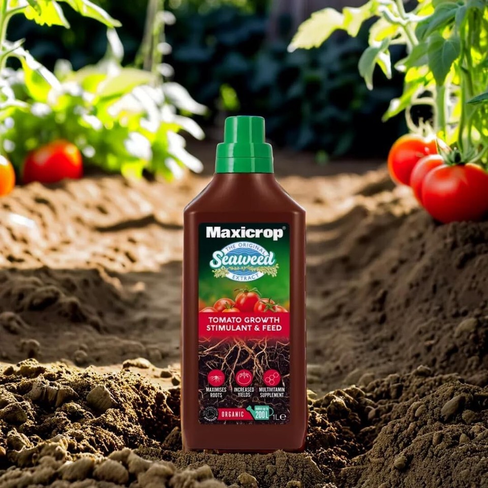 Maxicrop Tomato Plant Food 1L – Organic Fertiliser with Seaweed for ...