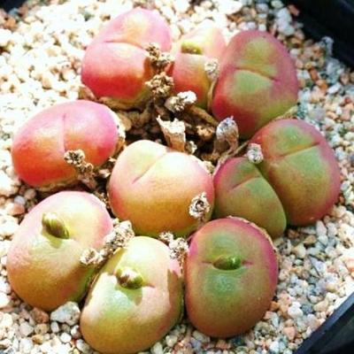 GIBBAEUM CRYPTOPODIUM succulent rare ice living rocks mesembs seed 50 ...