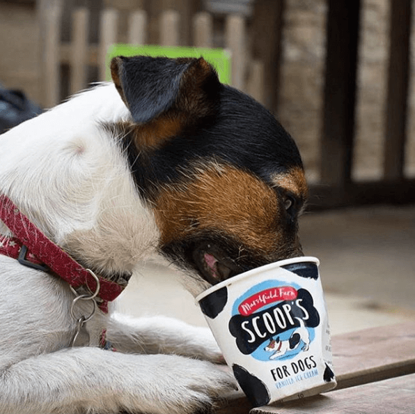 Scoops Dog Ice Cream-6 x 125ml Tubs | eBay UK