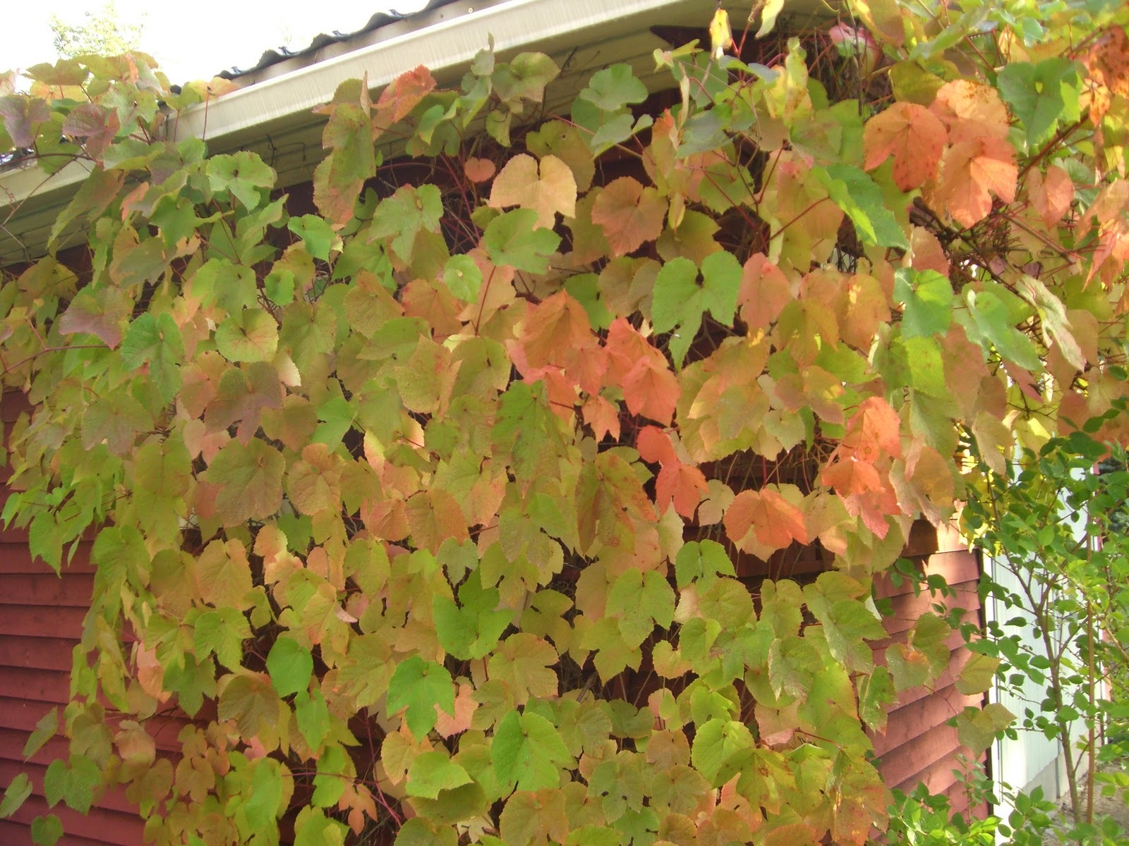 Amur Grape, Vitis amurensis, Vine Seeds (Edible, Fast, Fall Color ...