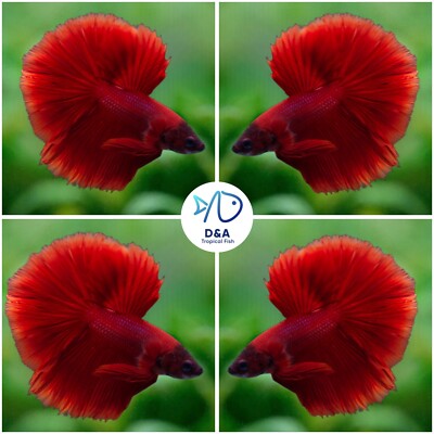 Live Betta Fish - High Quality Grade A++ HM Super Red Chili USA Seller ...