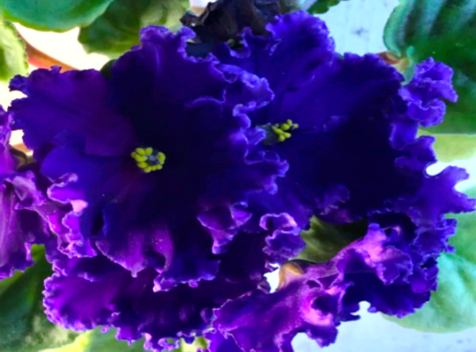 African Violet PLANT ~ VAT-CHOR ZOLO (Ukr) 'Black Gold' Big Leafpot w ...