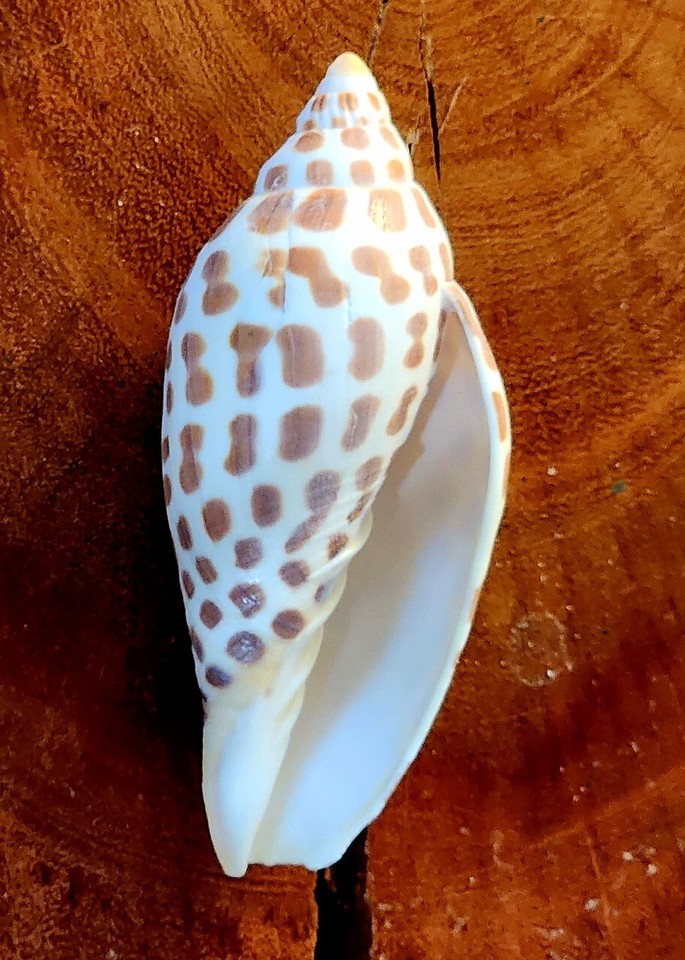 Scaphella JUNONIA shell 3 3/4'/95.3mm, Florida 10,000 Islands area Juno ...