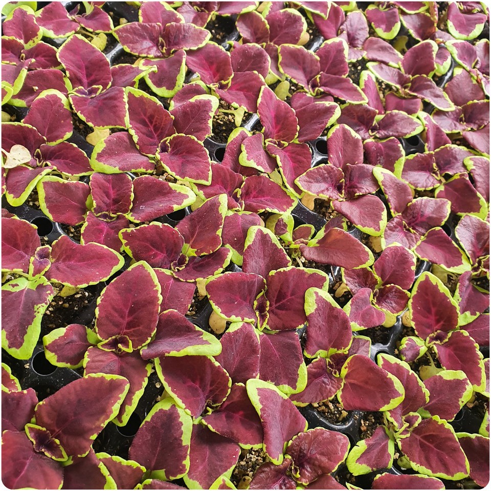 Coleus 'Chocolate Covered Cherry' x 3 Plug Plants for potting on | eBay UK