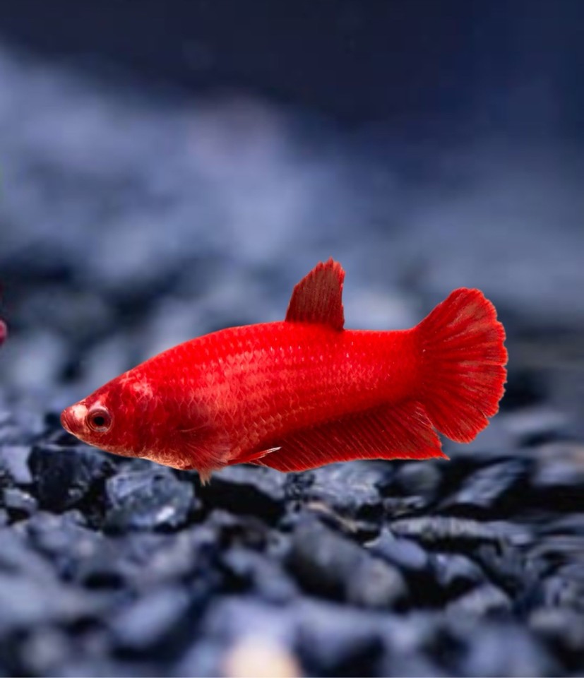 1 Female - Live Betta Fish High Quality - HMPK Super Red Rose - USA ...