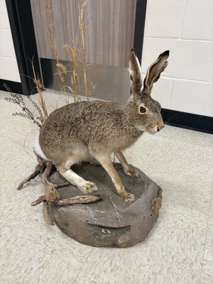 Western Jackrabbit Taxidermy display mount | eBay