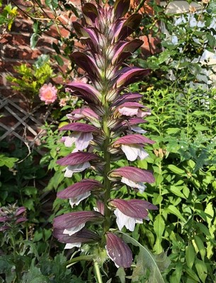 1 x Acanthus Mollis - Bears Breeches Seedling Bare Root Plant | eBay UK