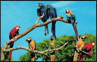 Parrot Jungle Macaws Miami Florida AAA Card Co Vintage Photo Postcard ...