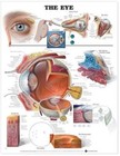 The Eye Anatomical Chart 9781587791277 Wallchart | eBay