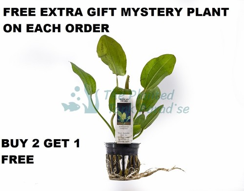 Echinodorus cordifolius Pot radican sword live aquarium Plants ...