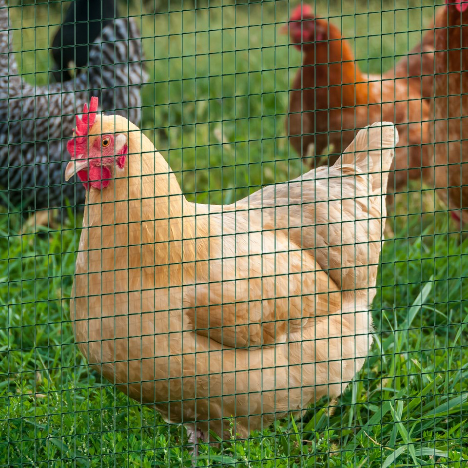 PVC Coated Steel Chicken Rabbit Mesh Fencing Wire Garden Galvanised ...