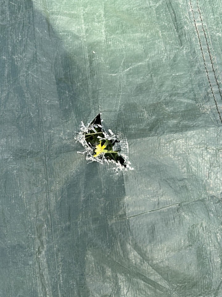 Genuine British army ground sheet to fit the British army 12x12 frame ...