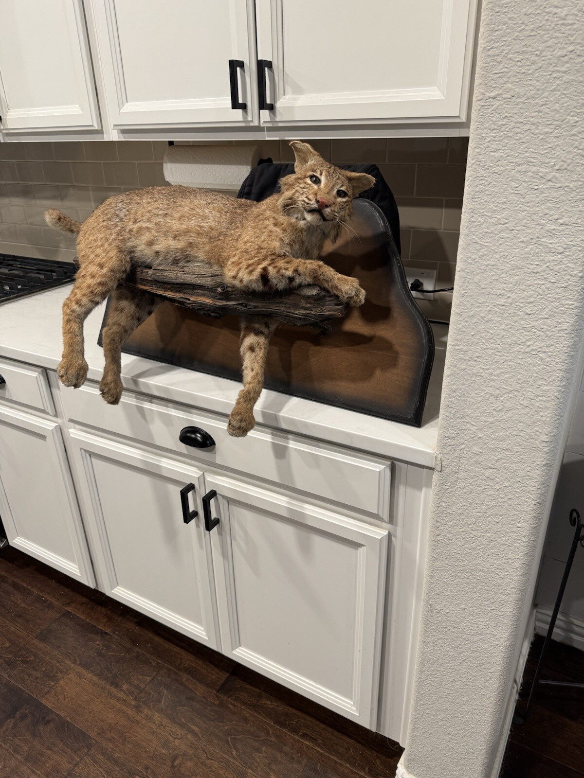 Bobcat Taxidermy Mount - Relaxed Pose On Log Display - Authentic & Lifelike | eBay