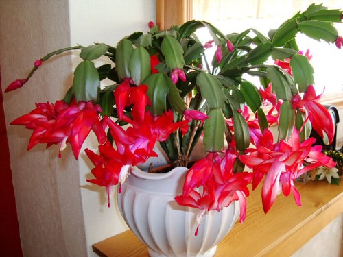 Red Christmas/ThankGiving Zygo cactus Schlumbergera mature live plant ...