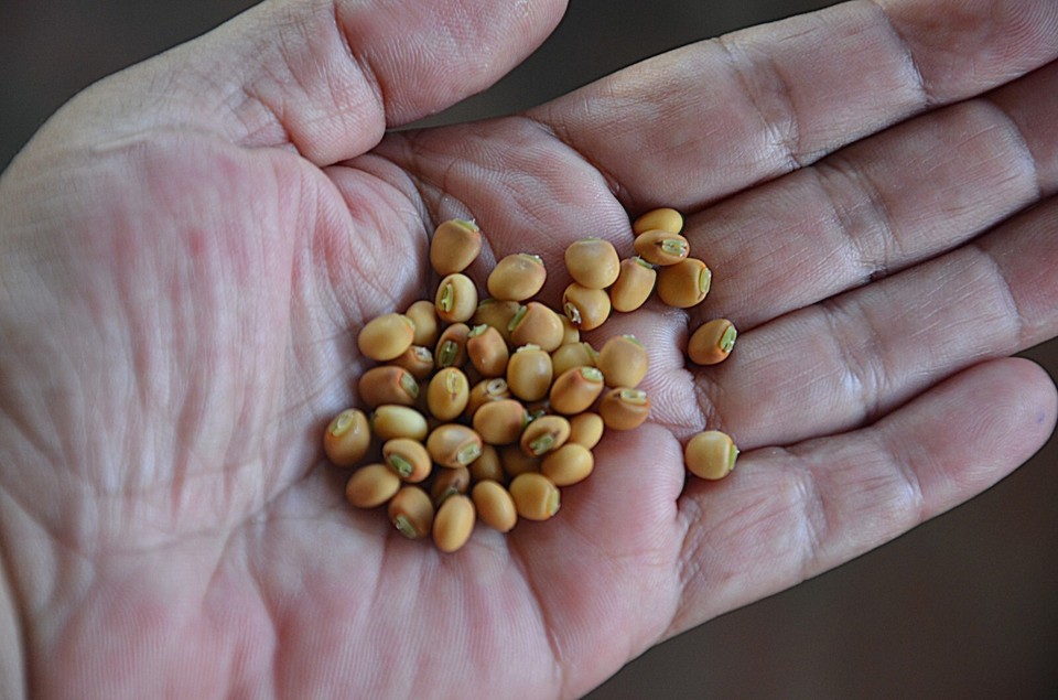 50 Pigeon Pea Seeds, "Gandules" (Cajanus cajan) | eBay