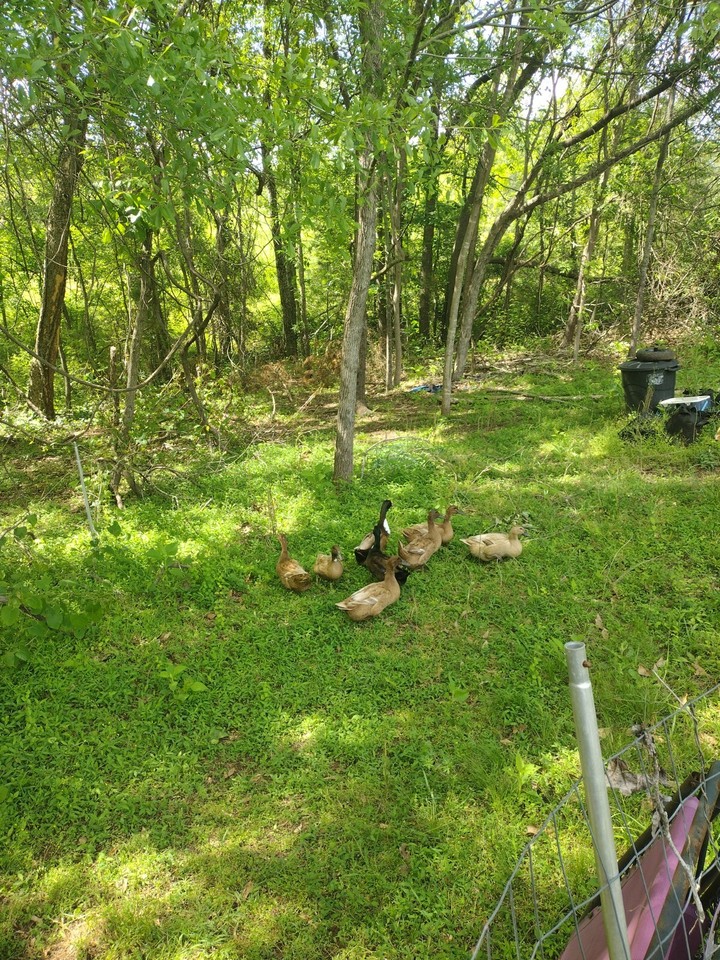 Golden 300 (Duck) Hatching eggs ( One Dozen) | eBay