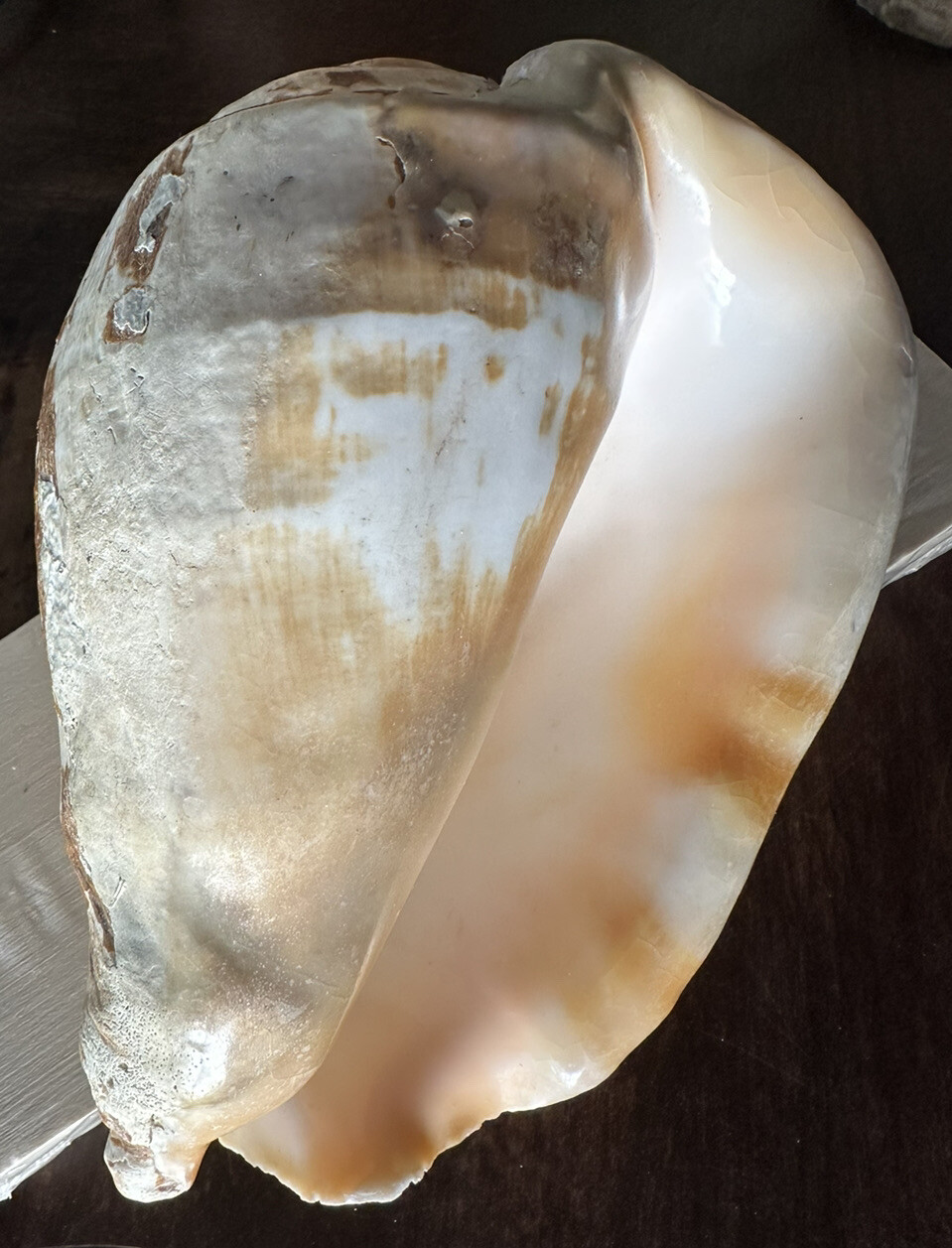 Beautiful Large Conch Seashell 7-1/4 “by 5-1/4” on Outside and Crowning ...