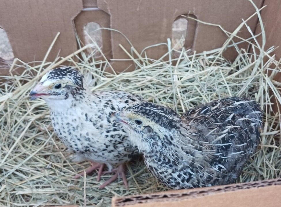 Coturnix quail hatching eggs - Falb Fee 12ct | eBay