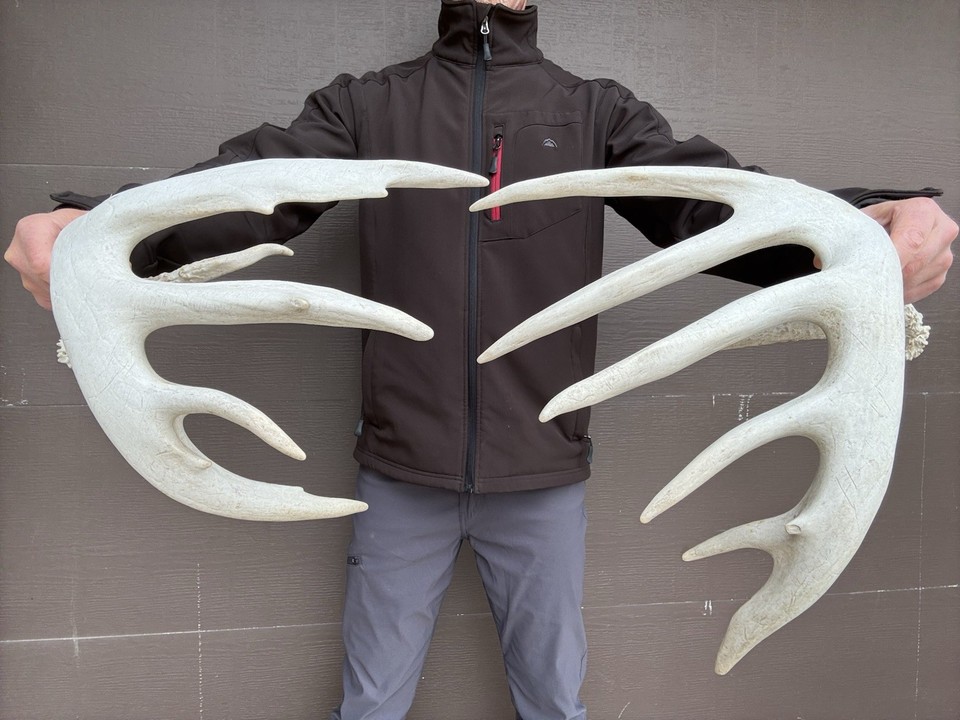 187" 13 Point Whitetail Deer Shed Antlers Sheds Horns Rustic Decor ...