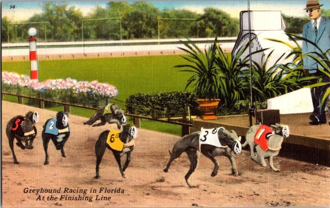 Greyhound Racing Finish Line