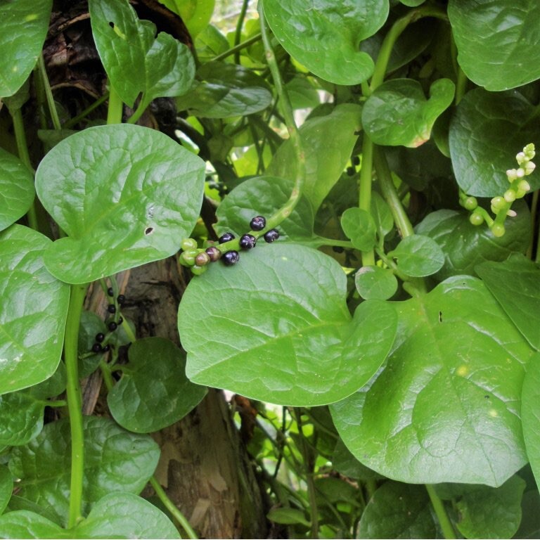 Green Malabar Spinach Seeds Hat Giong Rau Mong Toi Xanh Mồng Tơi 200 ...