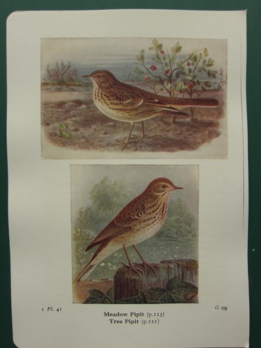 VINTAGE BIRD PRINT ~ MEADOW PIPIT ~ TREE PIPIT | eBay Australia