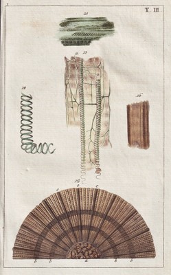 Acqua Resede Legno Microscopia Botanica Incisione In Rame Wilhelm | eBay