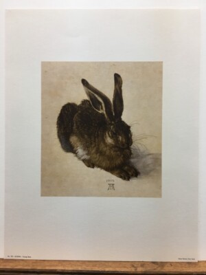 Durer Young Hare Rabbit Penn Prints NY Fine Art Print | eBay