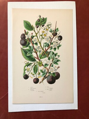 PLUM CHERRY BULLACE SLOE Antique Print Color Lithograph Woodblock 6x10 ...