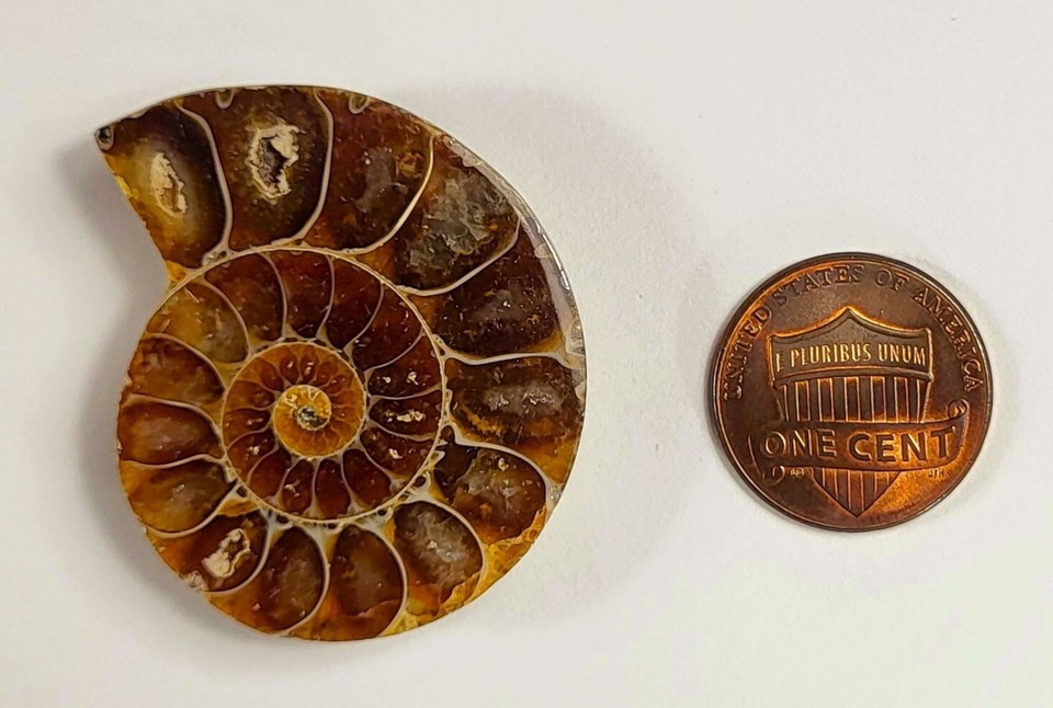 32mm Half Ammonite Spiral Fossil Shell Natural Fossilized Ammolite ...