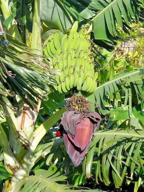Giant Banana Seedss (Musa ingens) Var. Giant 20+ Seedss | eBay