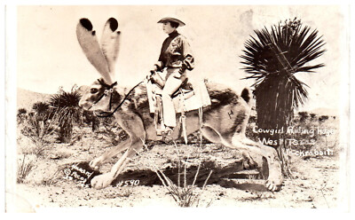 Postcard RPPC Cowgirl Riding Oversized West Texas Jack Rabbit Howard ...