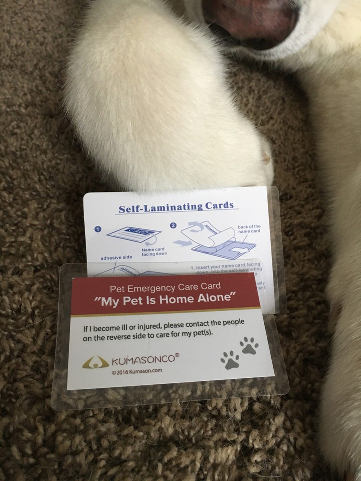 Pet Dog Home Alone Emergency Care ID Wallet Alert Cards w/Laminating ...